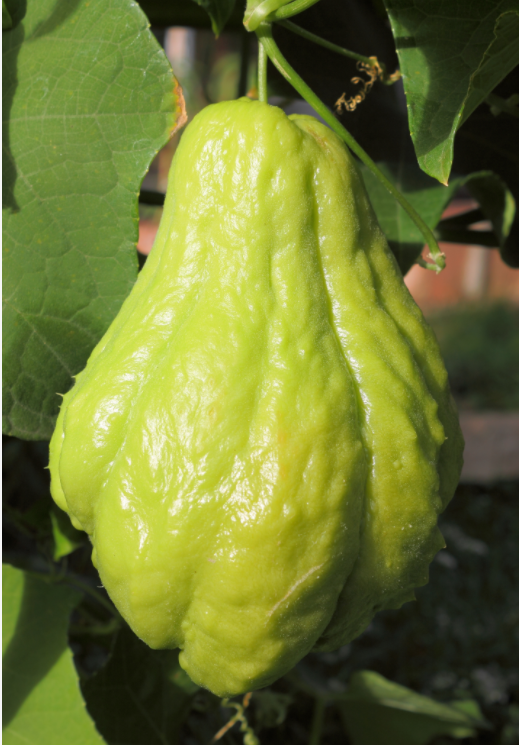 Le mirliton :ce légume oublié qui regorge de bienfaits pour la santé ...